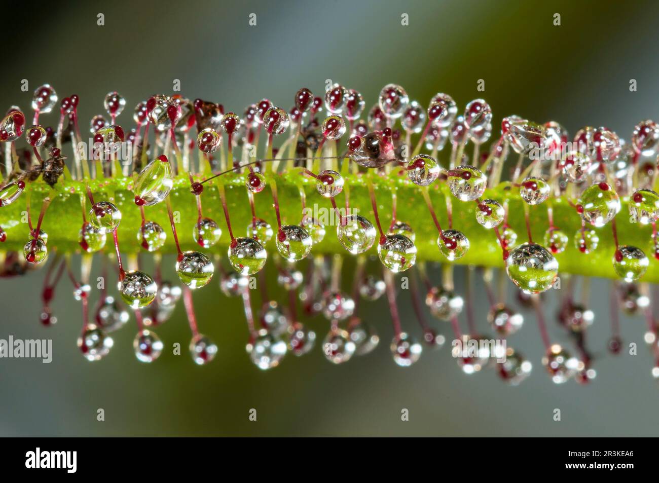 King Sundew (Drosera regia) carnivorous plant native to South Africa ...