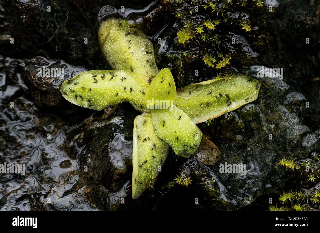 Midges caught by a leaf of Butterwort (Pinguicula macroceras), leaf ...