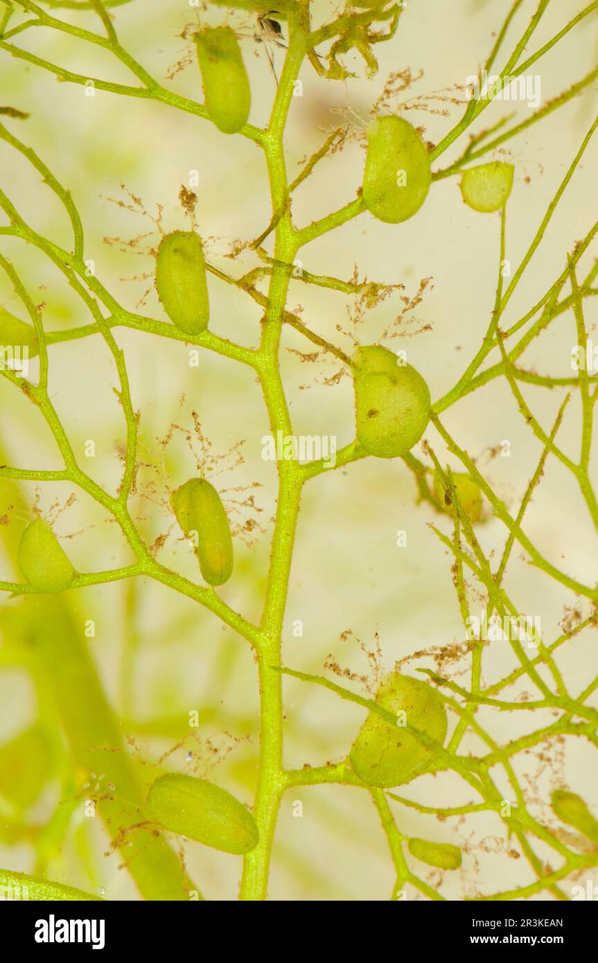 Trap for the bladderwort (Utricularia sp), an aquatic carnivorous plant ...