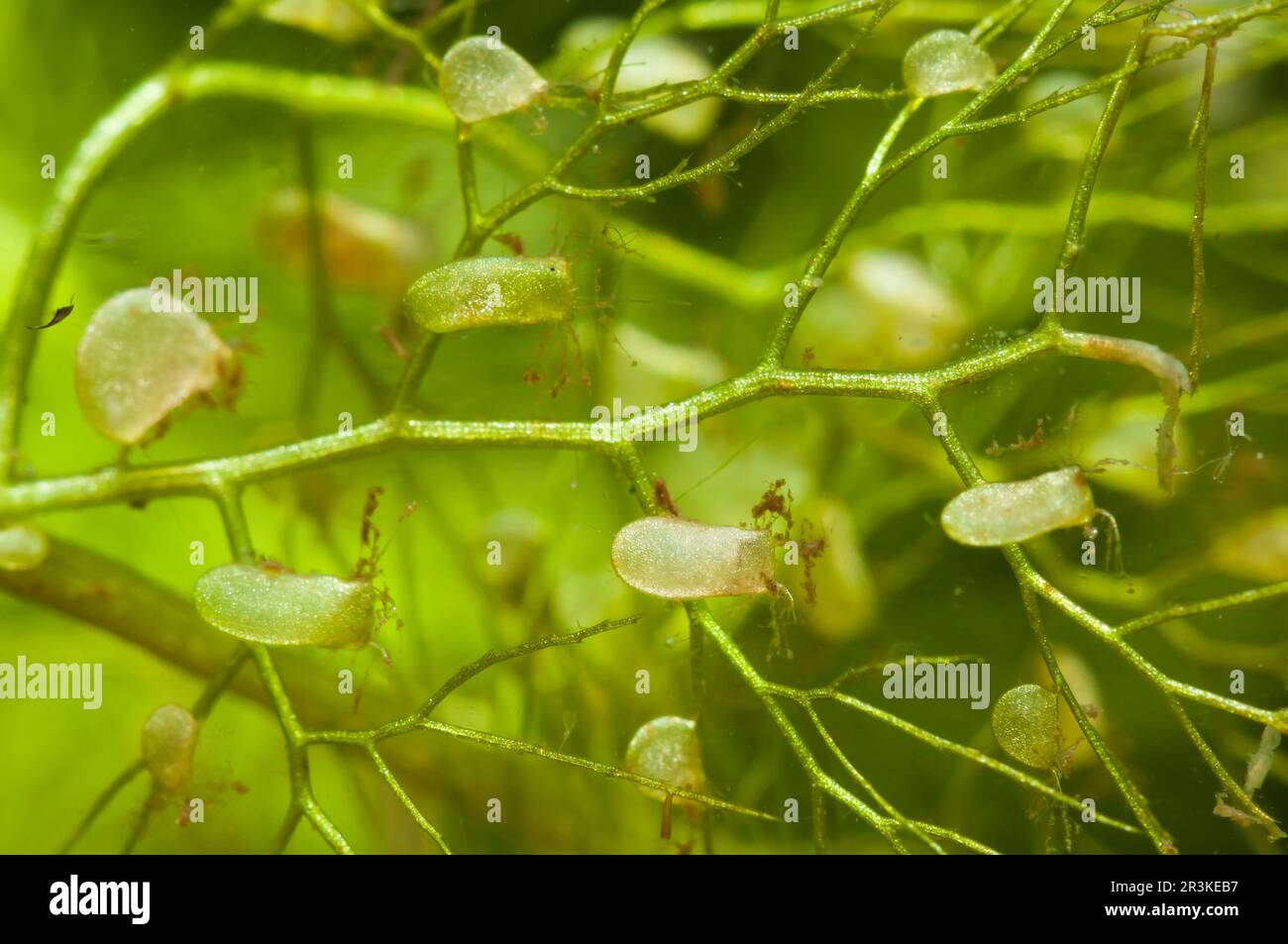 Trap for the bladderwort (Utricularia sp), an aquatic carnivorous plant ...