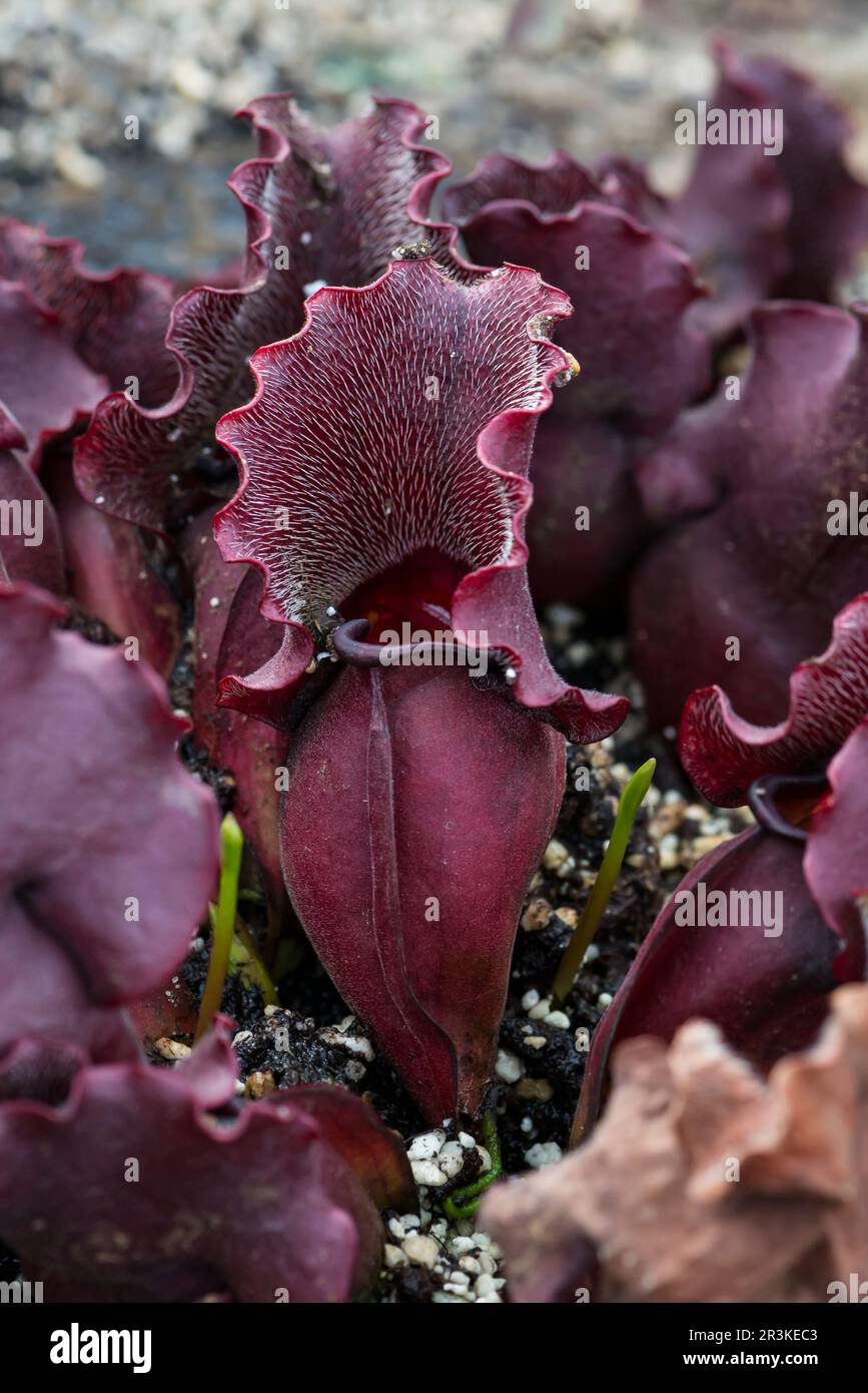 Purple pitcherplant (Sarracenia purpurea) urn trap, carnivorous plant ...