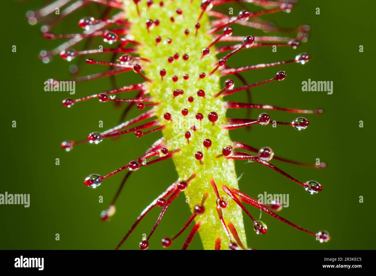 Sundew (Drosera sp) carnivorous plant, Jean-Marie Pelt Botanical Garden ...