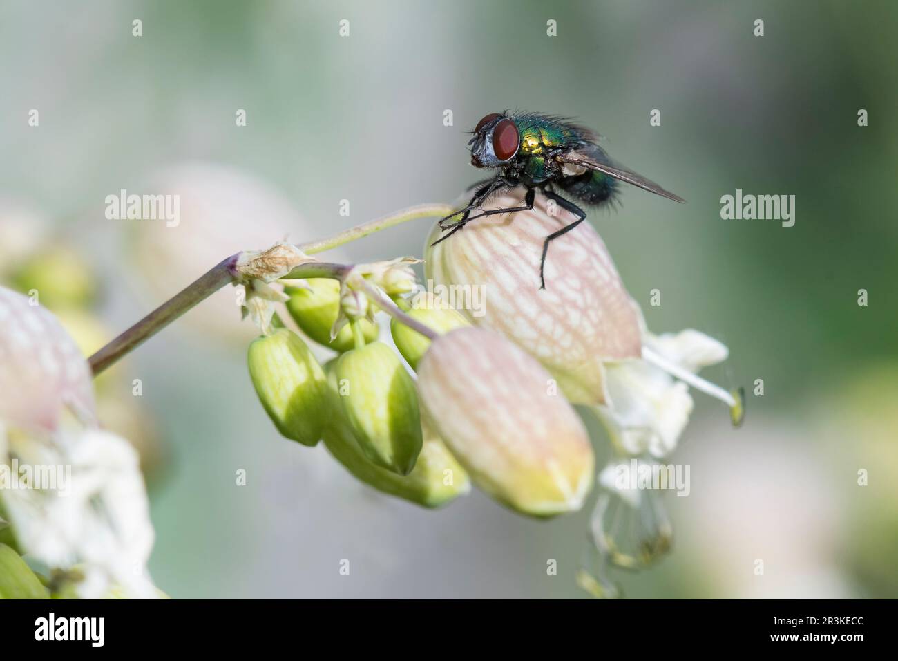 Greenbottle fly (Lucilia sp) on Maidenstears (Silene vulgaris) flower ...