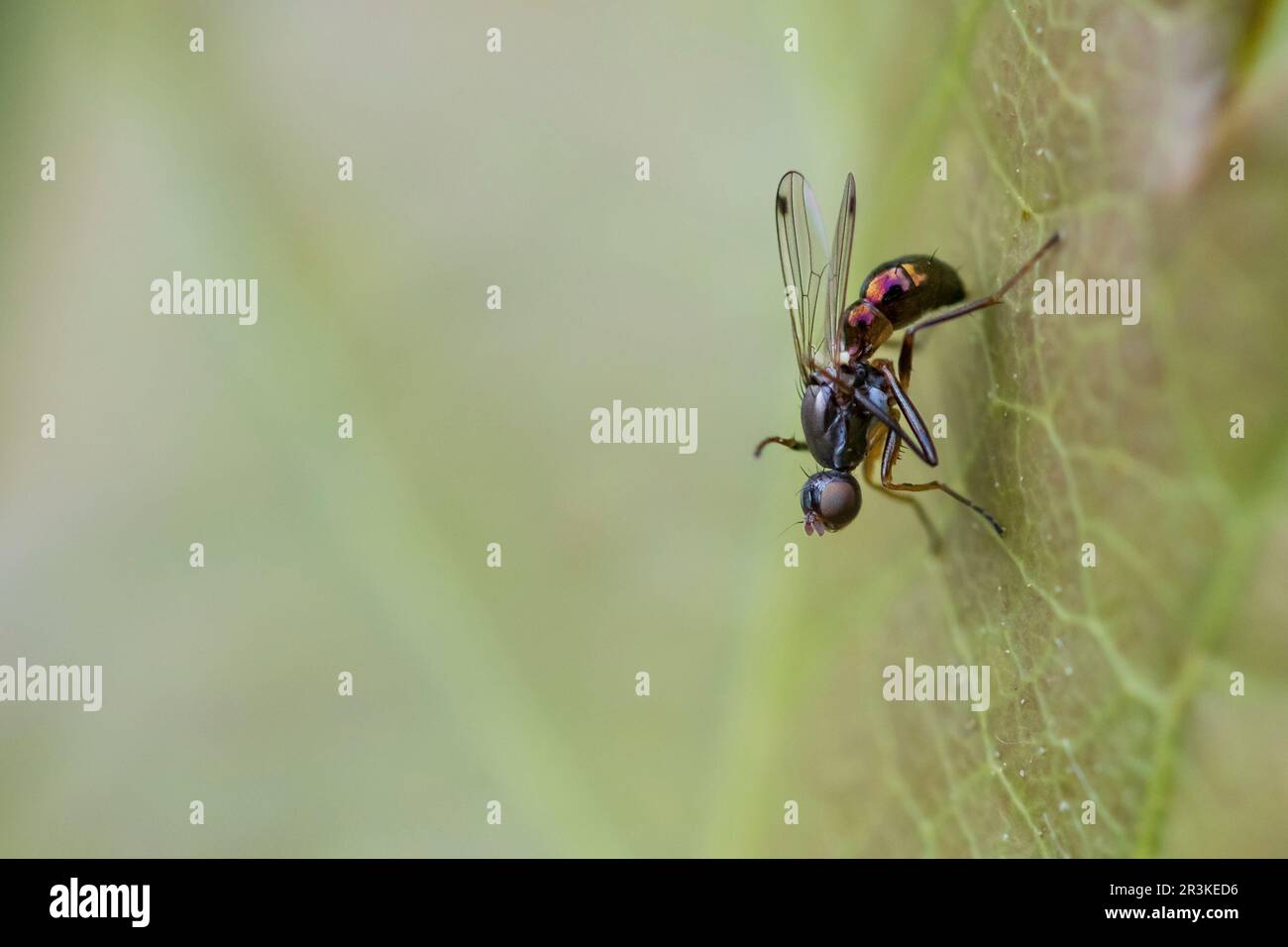 Fly (Sepsis sp) on a leaf, Lorraine, France Stock Photo - Alamy