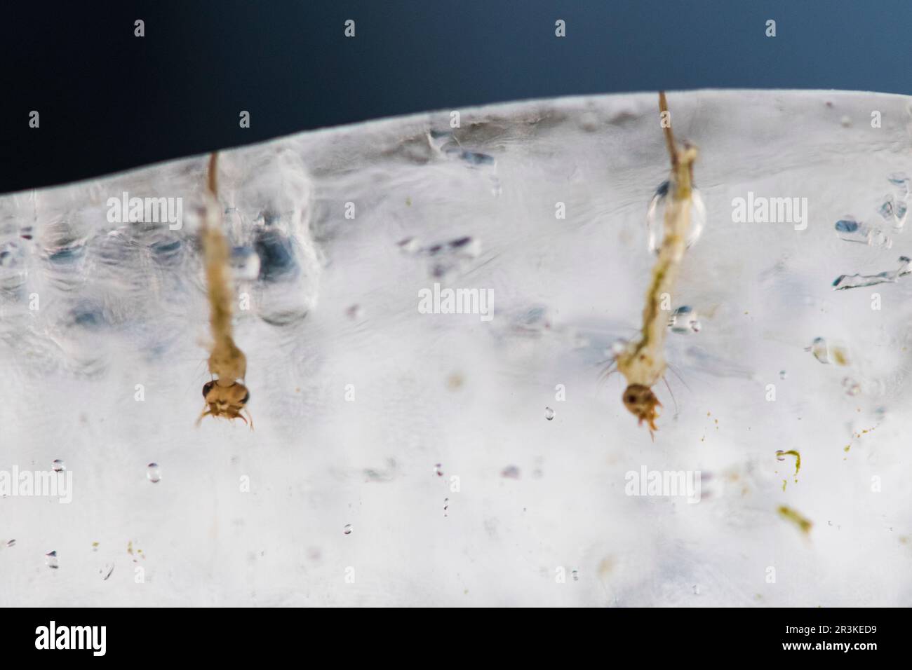 Mosquito larvae (Culex sp) trapped in ice during winter frost ...