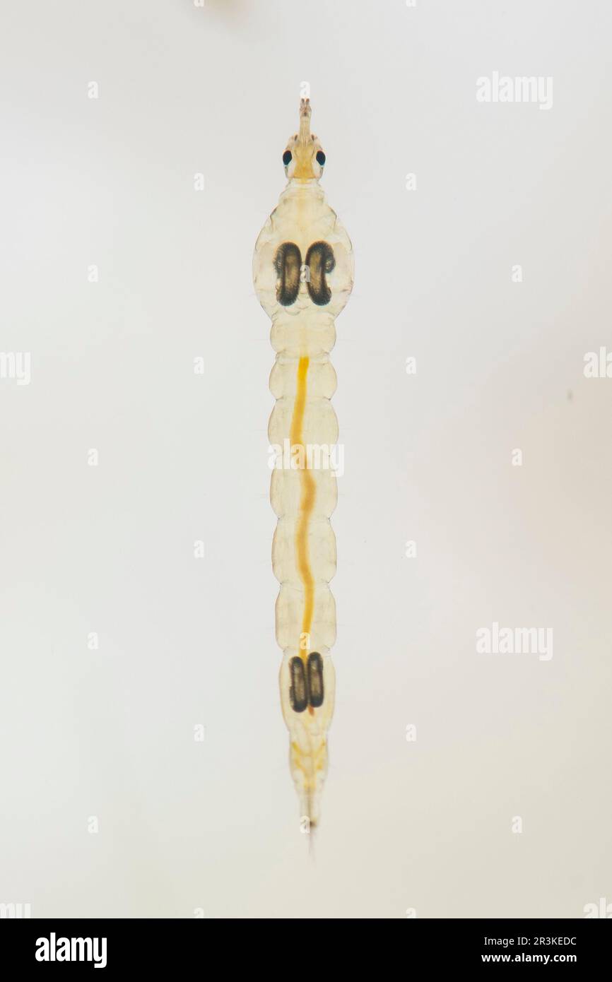 Phanton midge (Chaoborus sp) nymph, Jardin botanique Jean-Marie Pelt ...