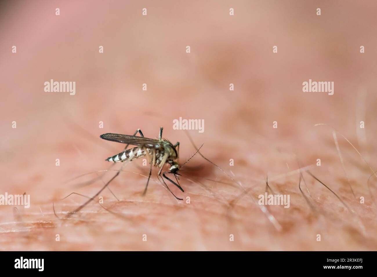 Tree hole mosquito (Aedes geniculatus) on the skin of a man, biting ...