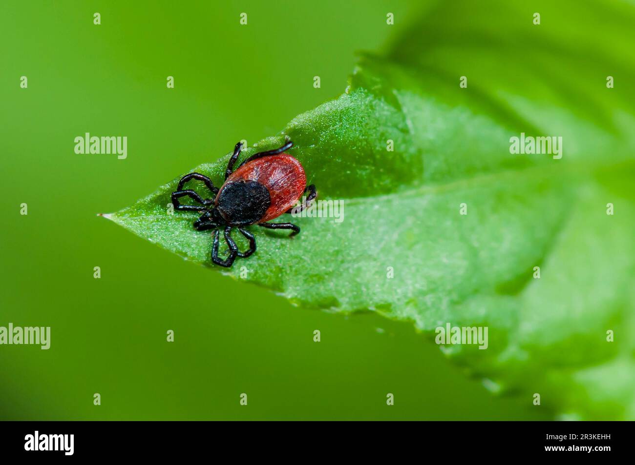 Sheep tick (Ixodes ricinus) adult female on a leaf, Lorraine, France ...