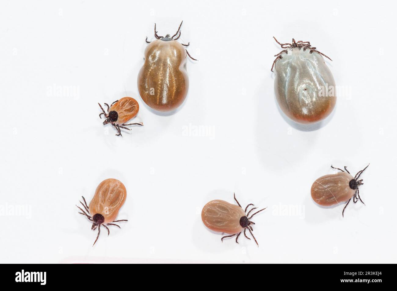 Sheep tick (Ixodes ricinus Stock Photo - Alamy