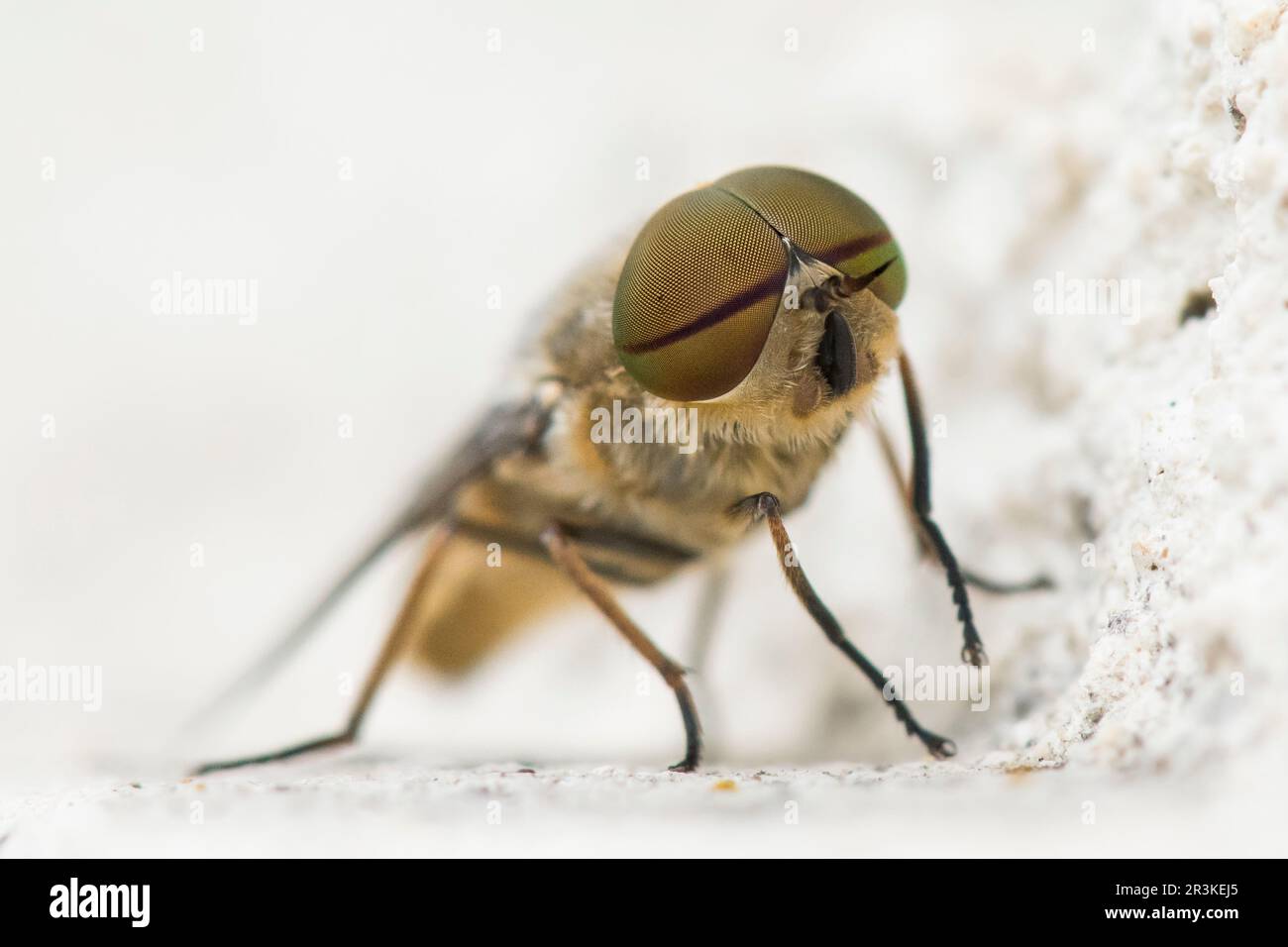Horsefly (Tabanus bromius) portrait, Lorraine, France Stock Photo - Alamy