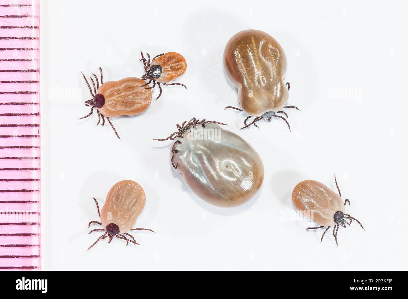 Sheep tick (Ixodes ricinus Stock Photo - Alamy