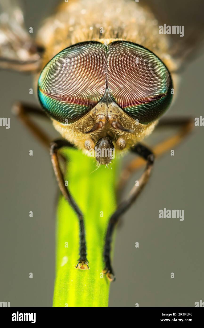 Horsefly (Tabanus bromius) eyes, Lorraine, France Stock Photo - Alamy