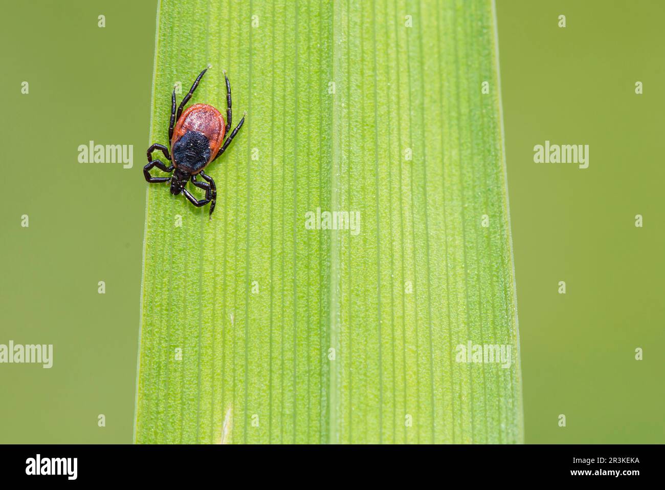 Sheep tick (Ixodes ricinus) adult female on a blade of grass, Lorraine ...