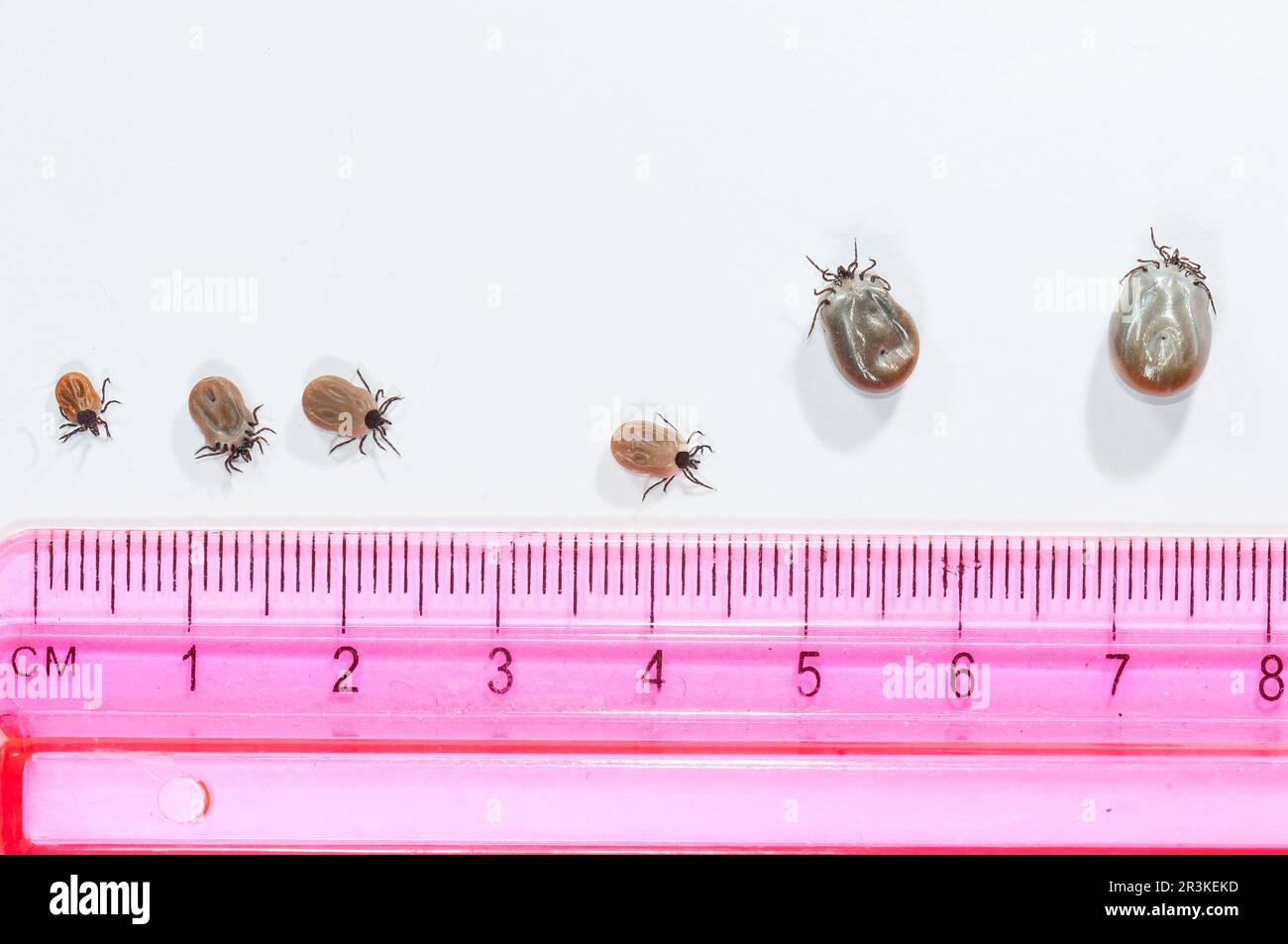 Sheep tick (Ixodes ricinus Stock Photo - Alamy