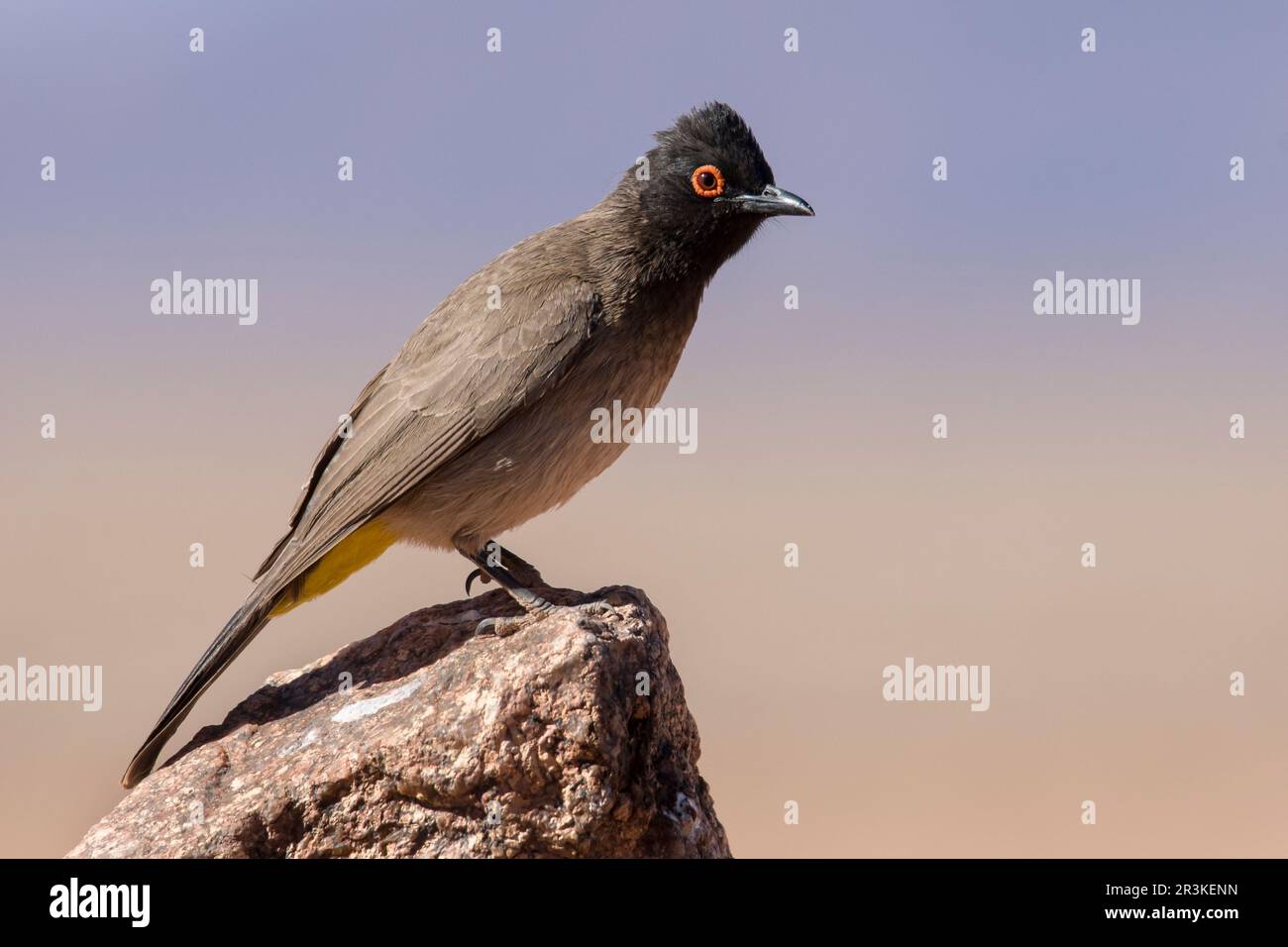 African Red-eyed Bulbul (Pycnonotus nigricans) on rock, Namib Rand ...