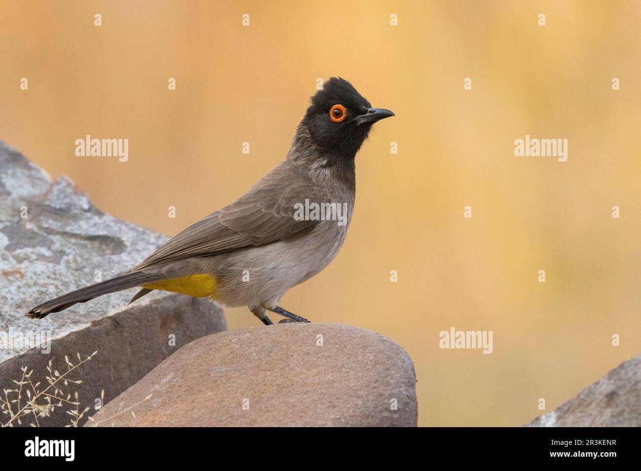 African Red-eyed Bulbul (Pycnonotus nigricans) on rock, Palmwag ...