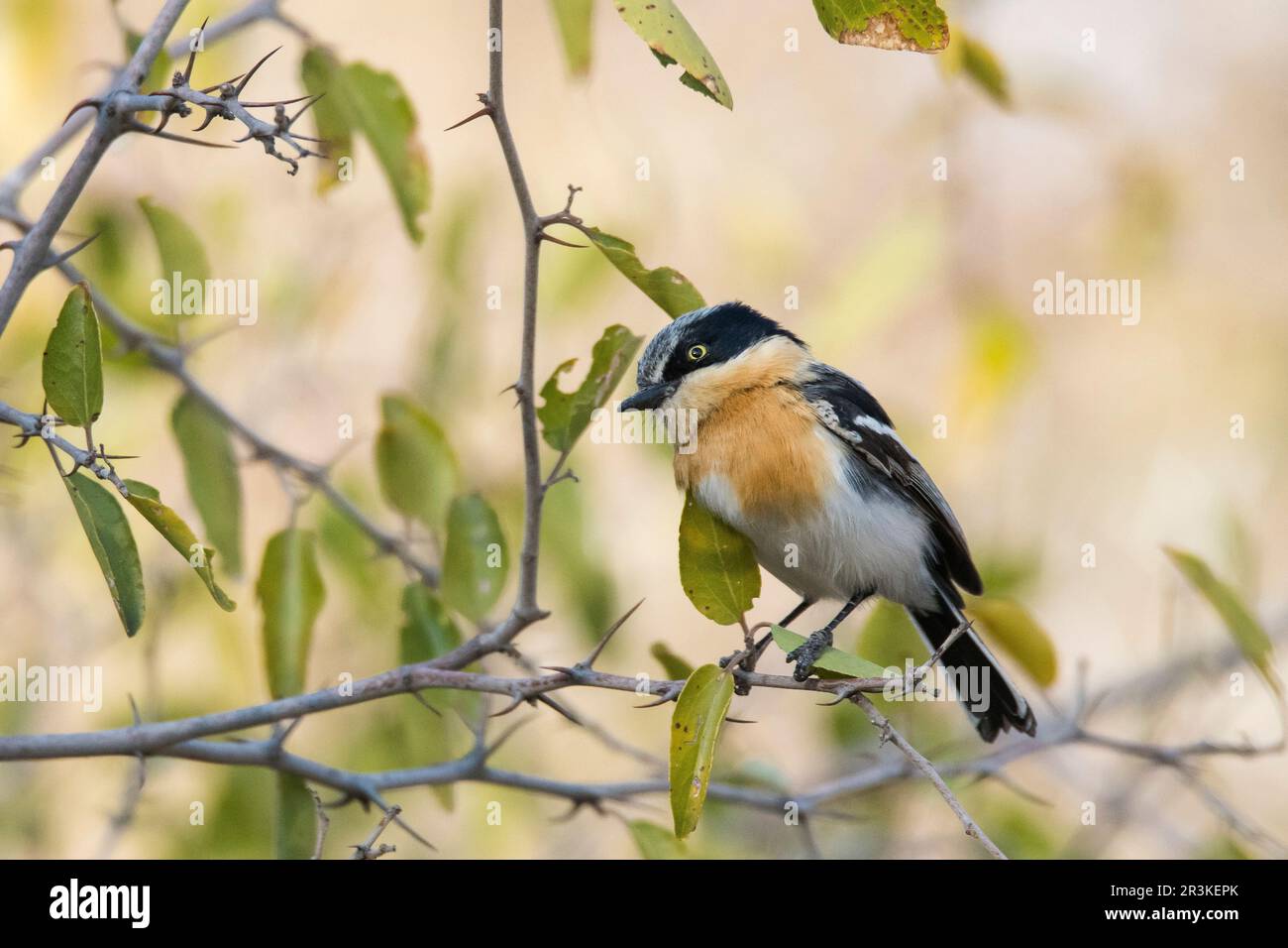 Batis batis sp hi-res stock photography and images - Alamy