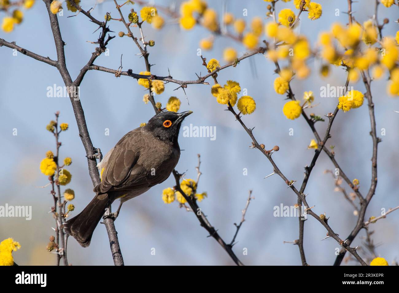 African Red-eyed Bulbul (Pycnonotus nigricans) on a branch, Thakadu ...