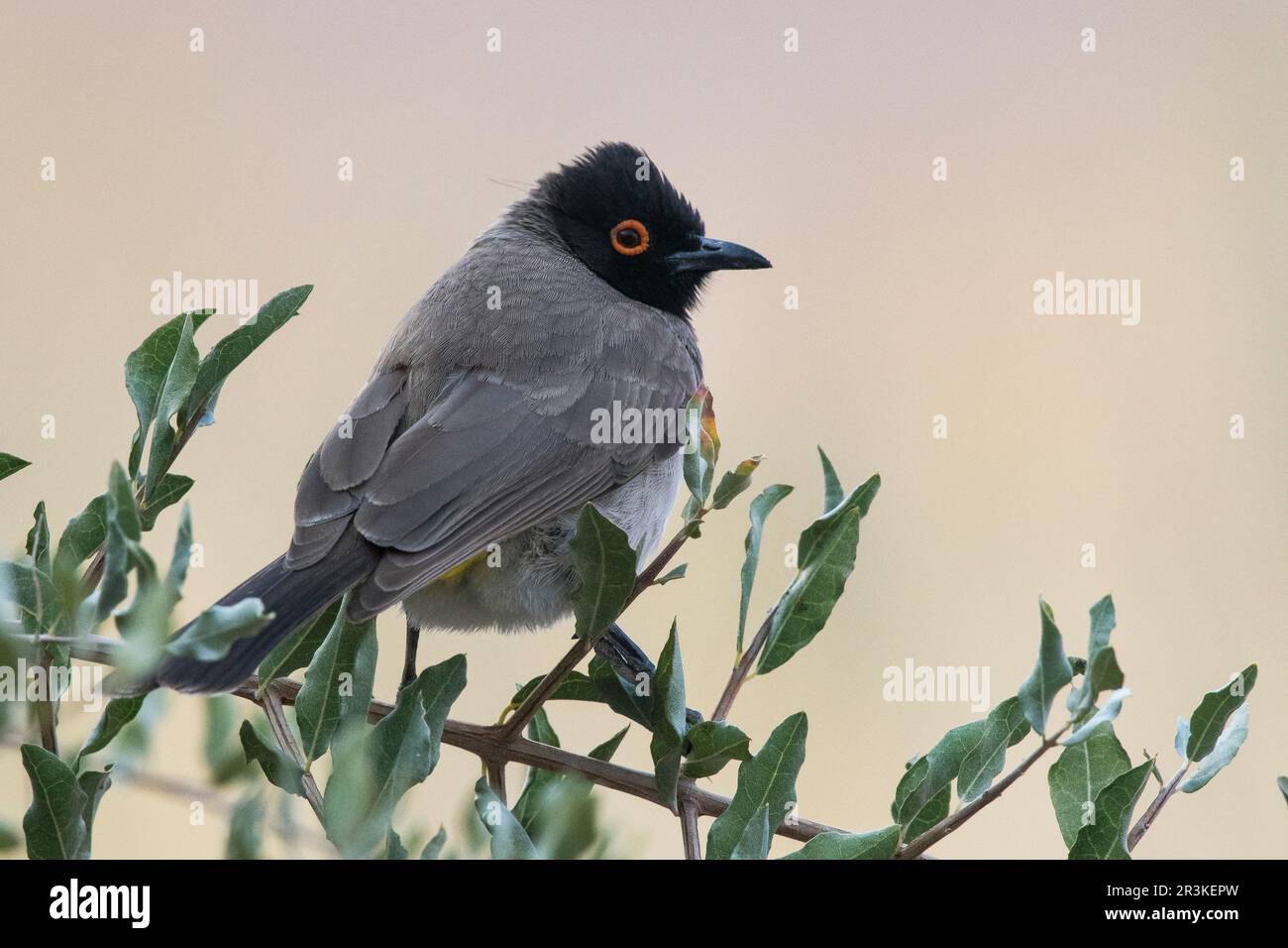 African Red-eyed Bulbul (Pycnonotus nigricans) on a branch, Palmwag ...