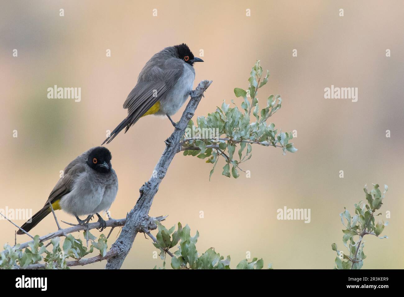African Red-eyed Bulbul (Pycnonotus nigricans) on a branch, Palmwag ...