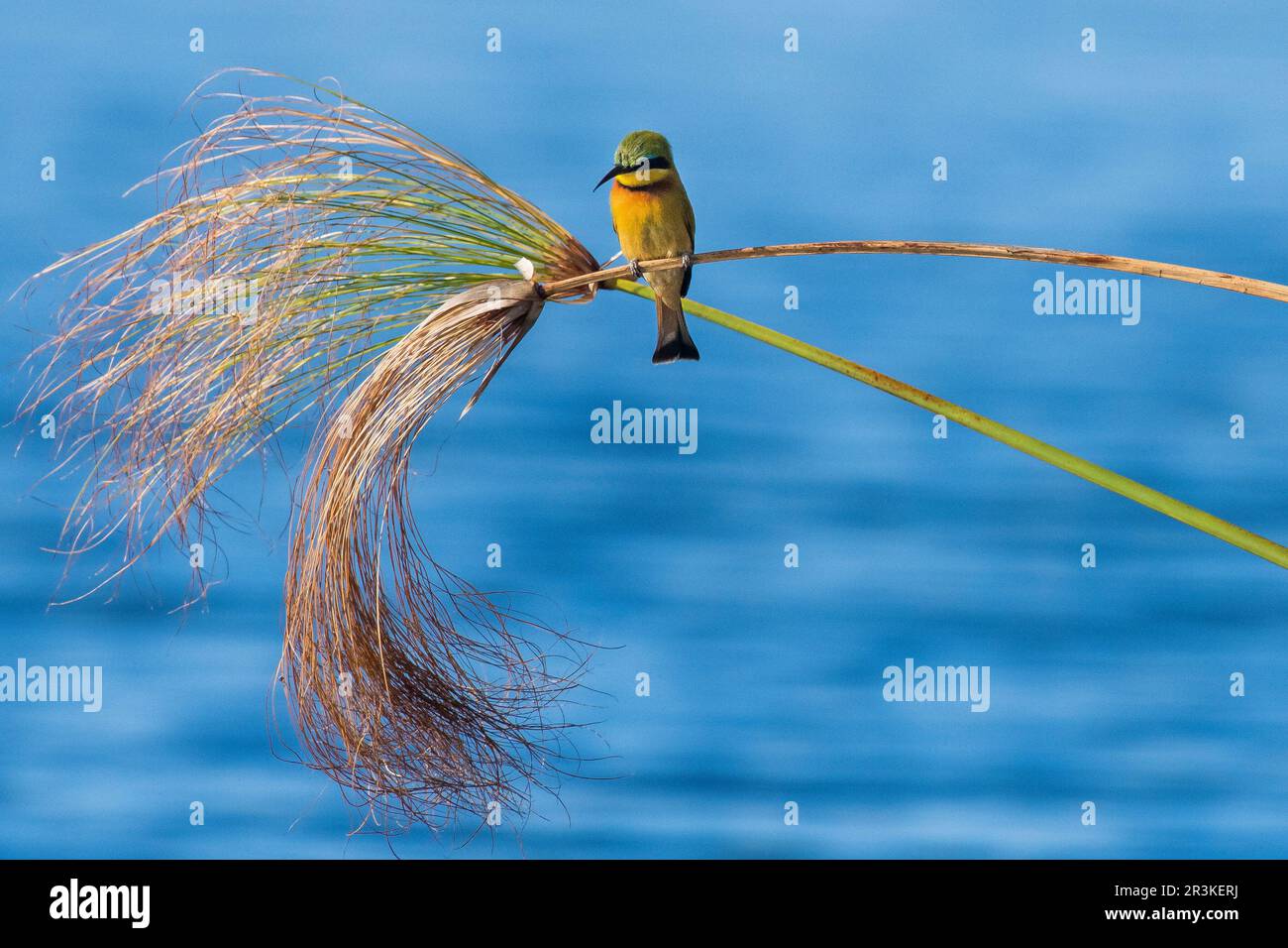 Little bee-eater Merops pusillus) on a papyrus, Okavango, Botswana ...