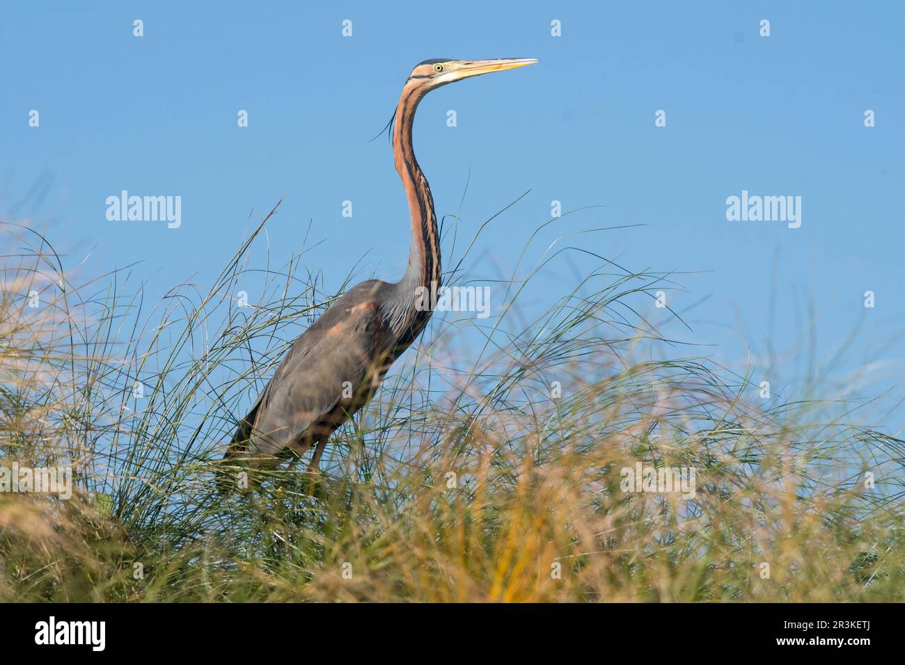 Purple Heron (Ardea purpurea), Drotsky cabin, Okavango, Botswana Stock ...