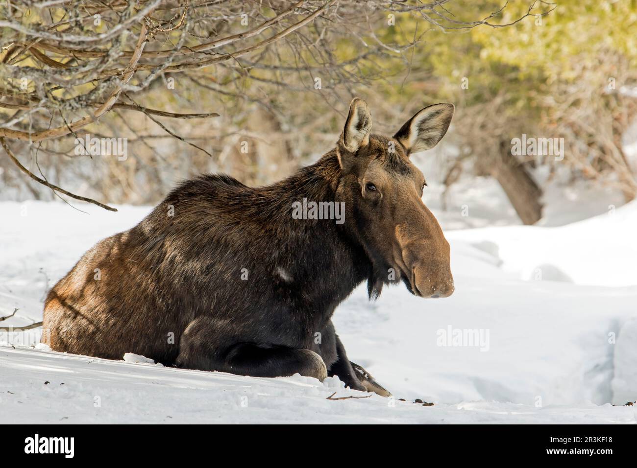 Eastern moose (Alces americanus) female at rest on the snowy bank of a ...
