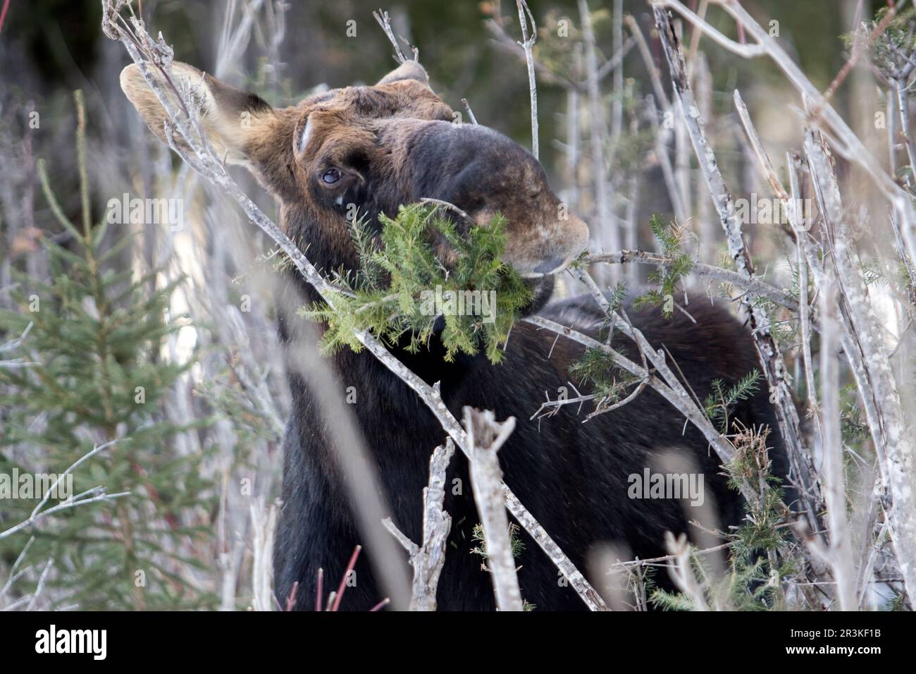 Eastern moose (Alces americanus) male having lost his antlers in early ...