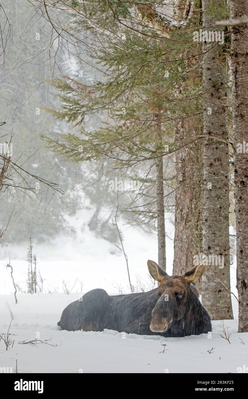 Eastern moose (Alces americanus) male having lost his antlers in early ...