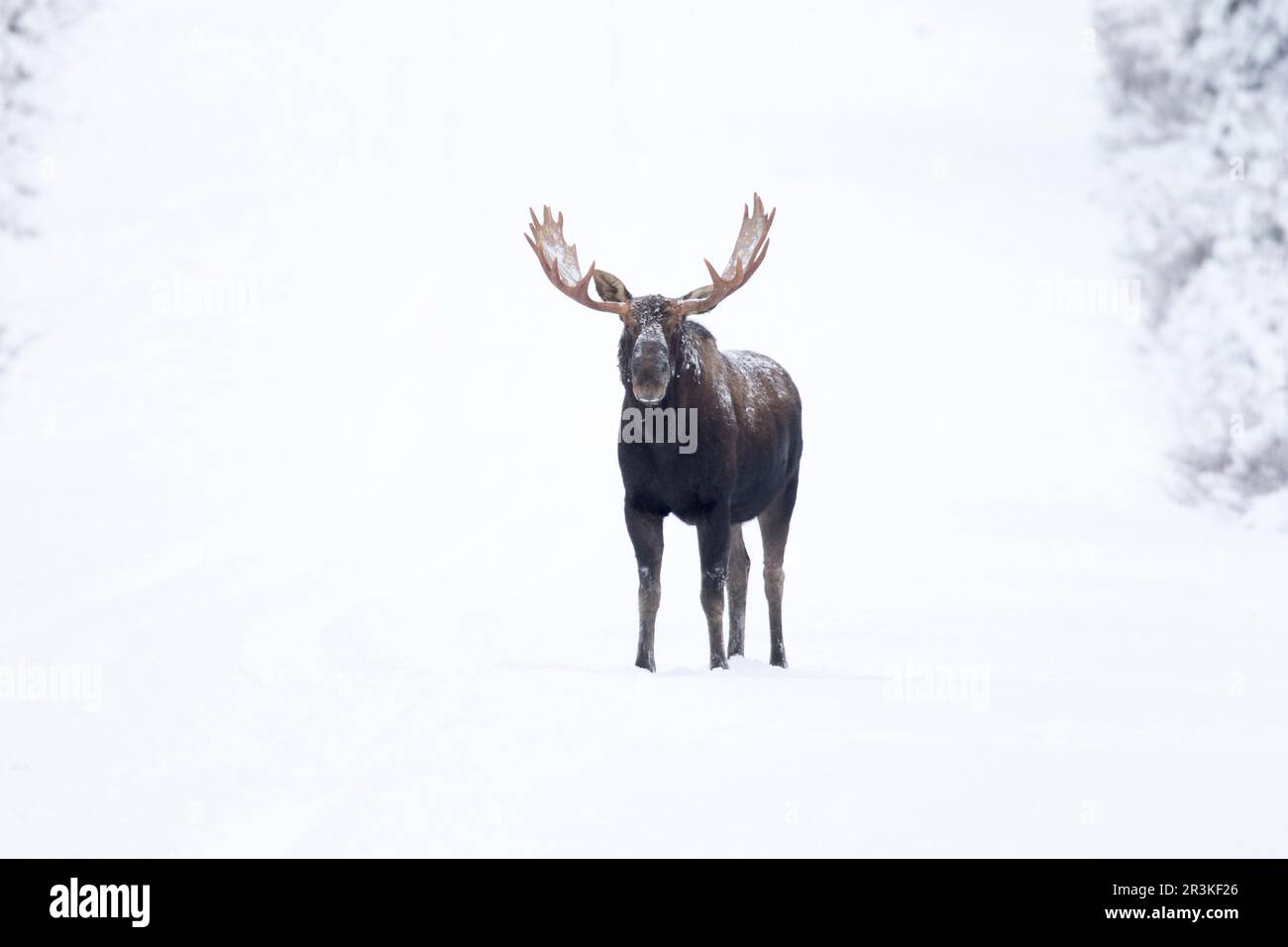 Eastern moose (Alces americanus) male on a snowy forest track after the ...