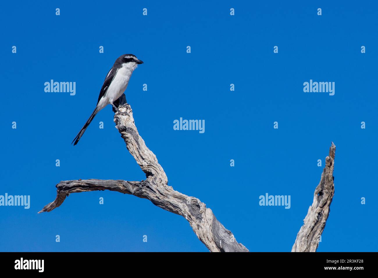 Common Fiscal (Lanius collaris) on a branch, Kgalagadi Transfrontier ...
