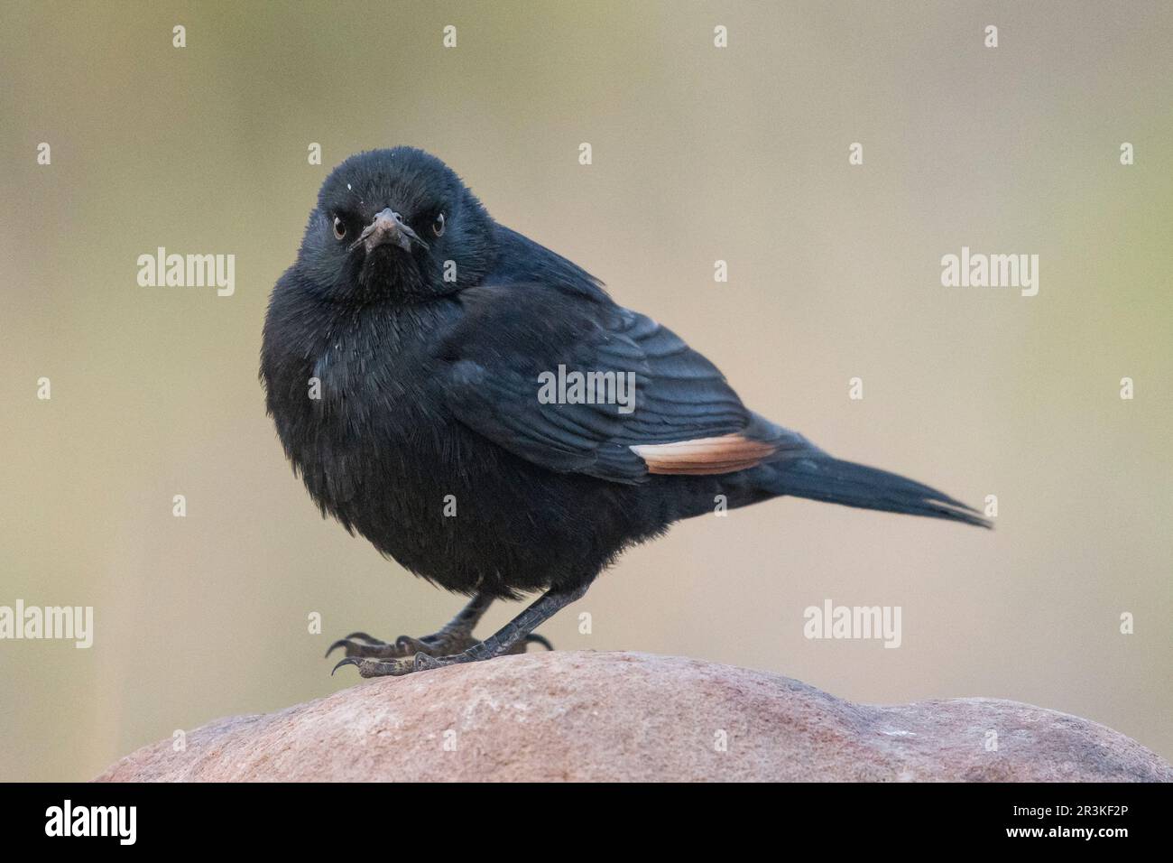 Pale-winged Starling (Onychognathus nabouroup) on rock, Palmwag ...