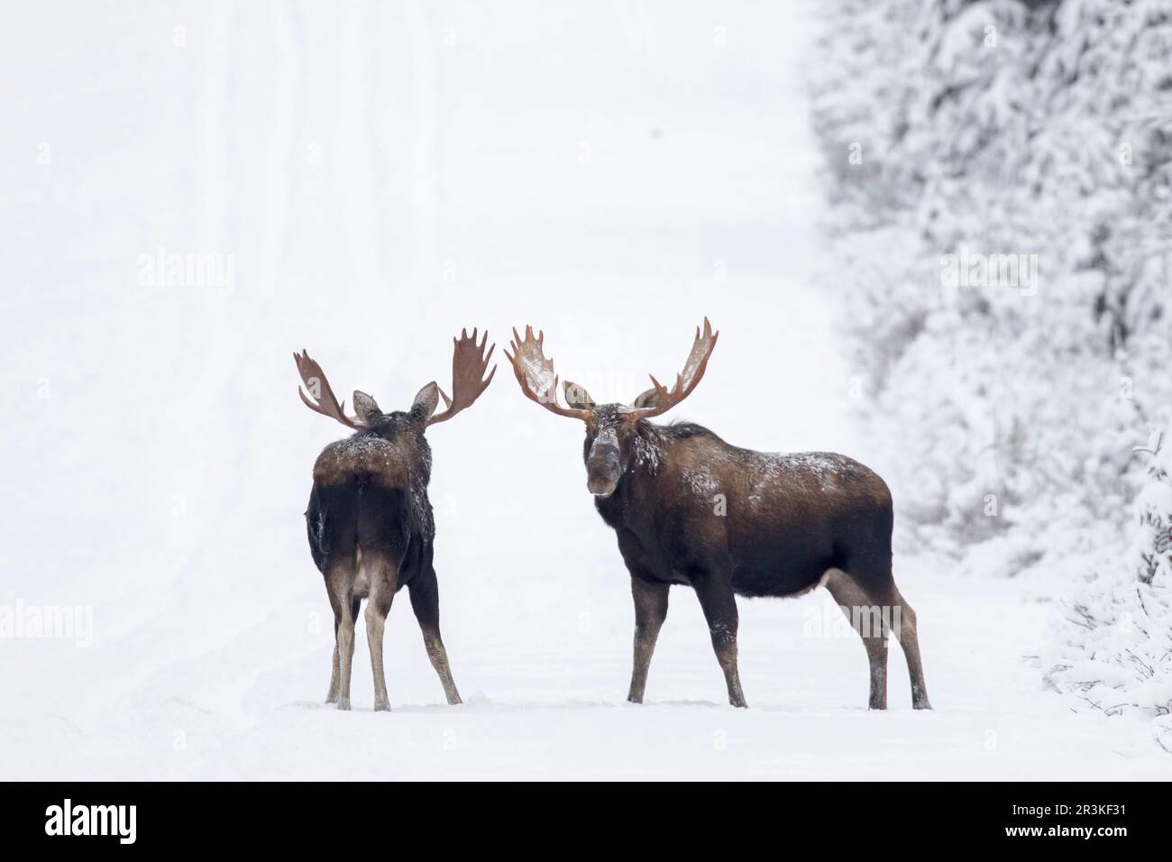 Eastern moose (Alces americanus) males on a snowy forest track after ...