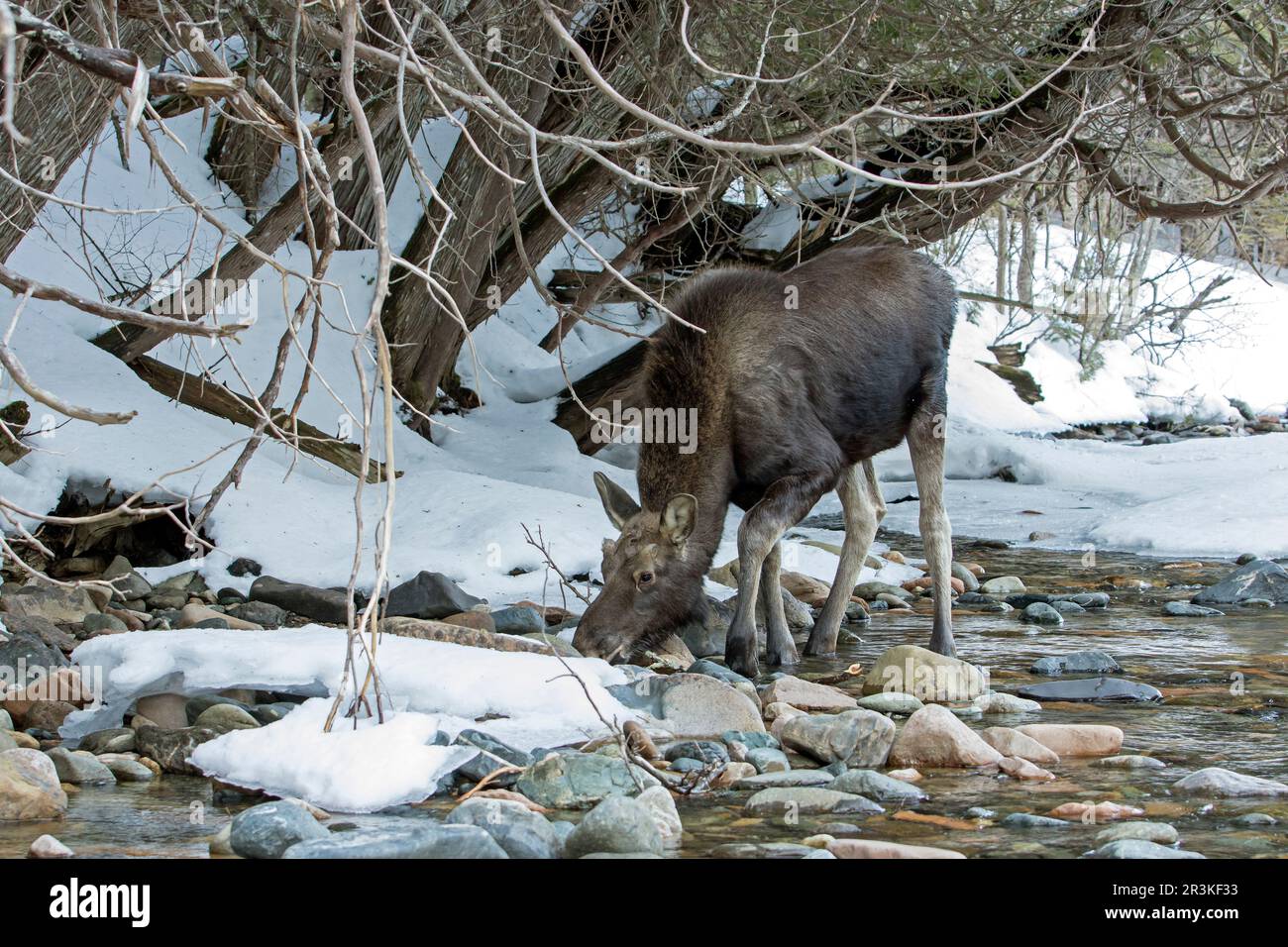Eastern moose (Alces americanus) ten-month-old male. Moose drinking ...