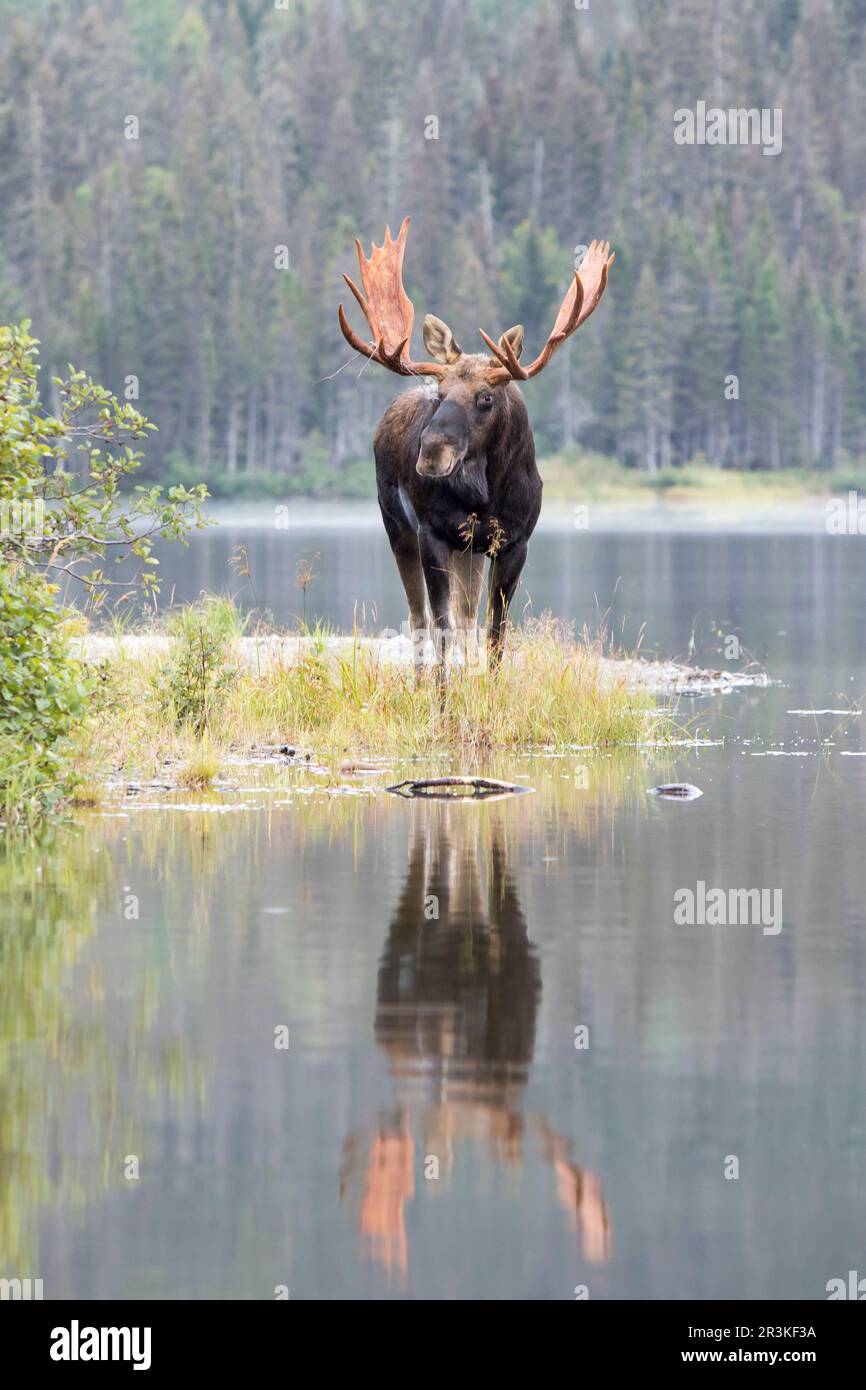 Eastern moose (Alces americanus) dominant male standing at the edge of ...