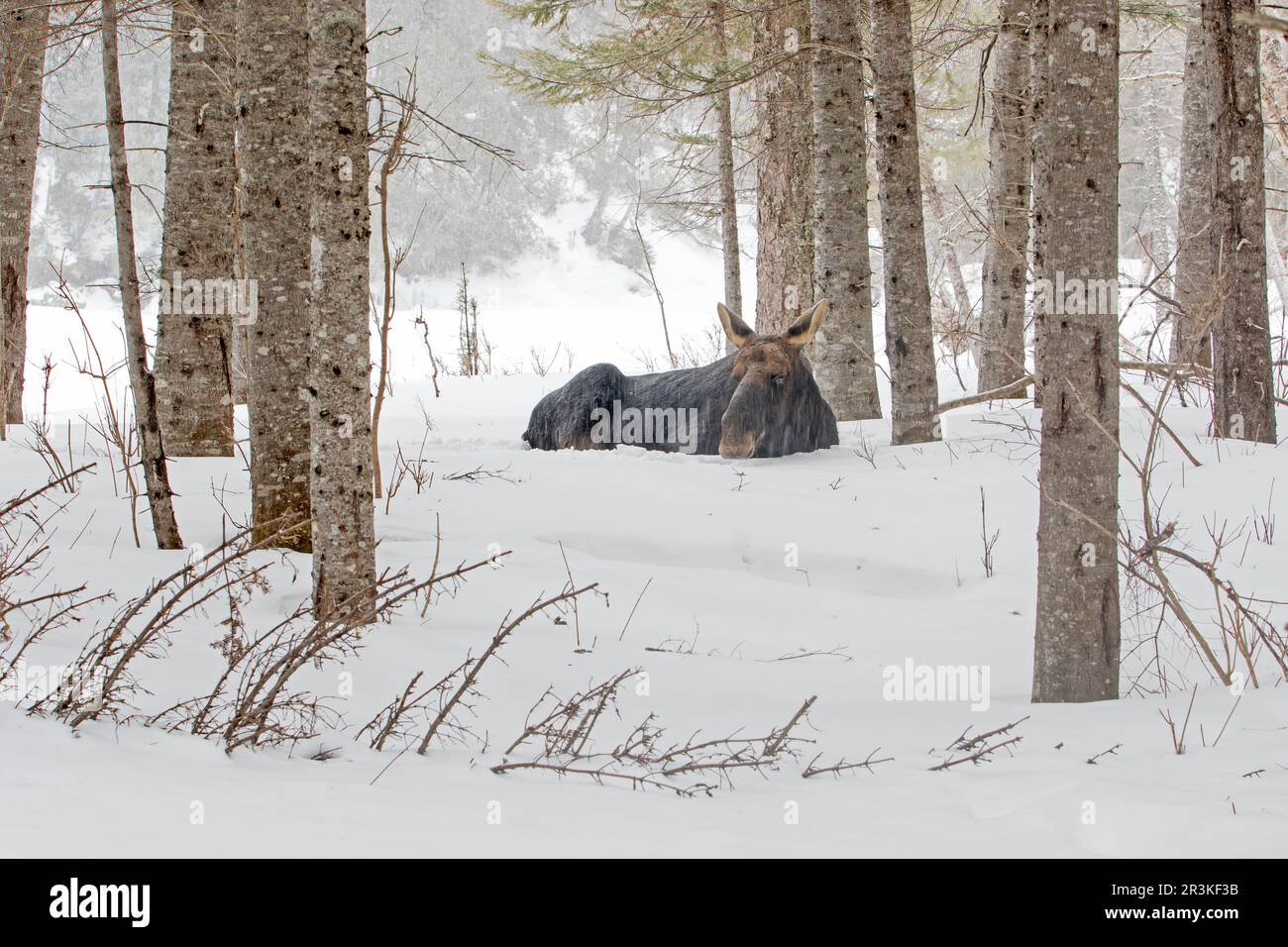 Eastern moose (Alces americanus) male having lost his antlers in early ...