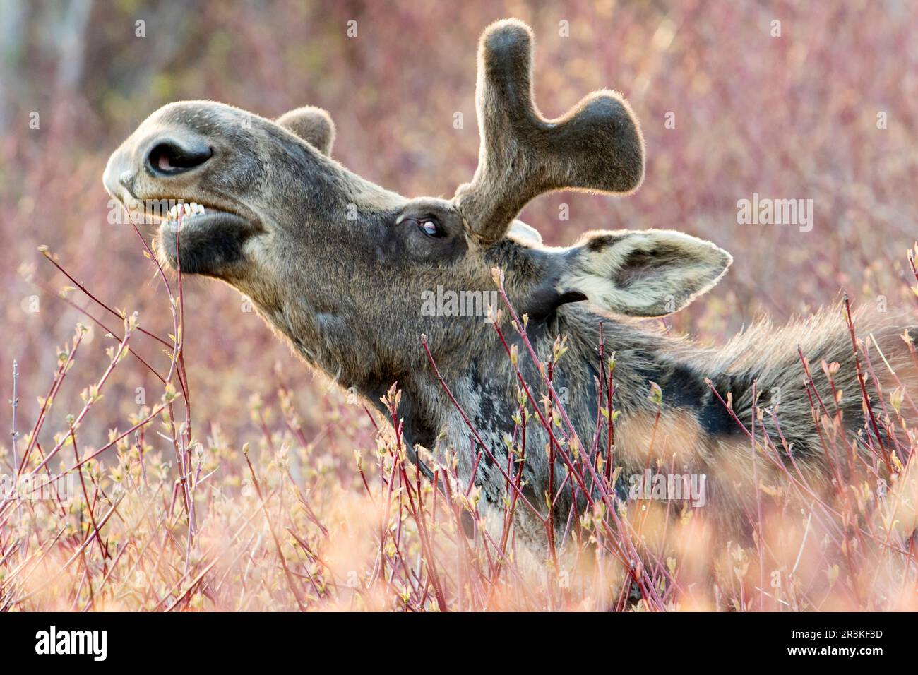 Eastern moose (Alces americanus) male with regrowing antlers. Moose ...