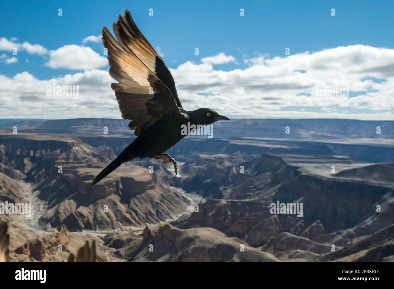 Pale-winged Starling (Onychognathus nabouroup) in flight, Fish River ...