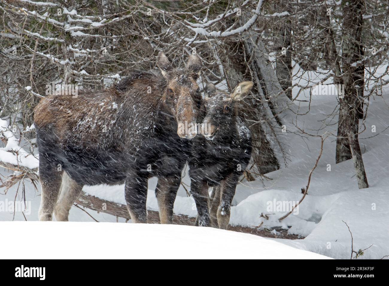 Eastern moose (Alces americanus) female and her ten-month-old calf ...