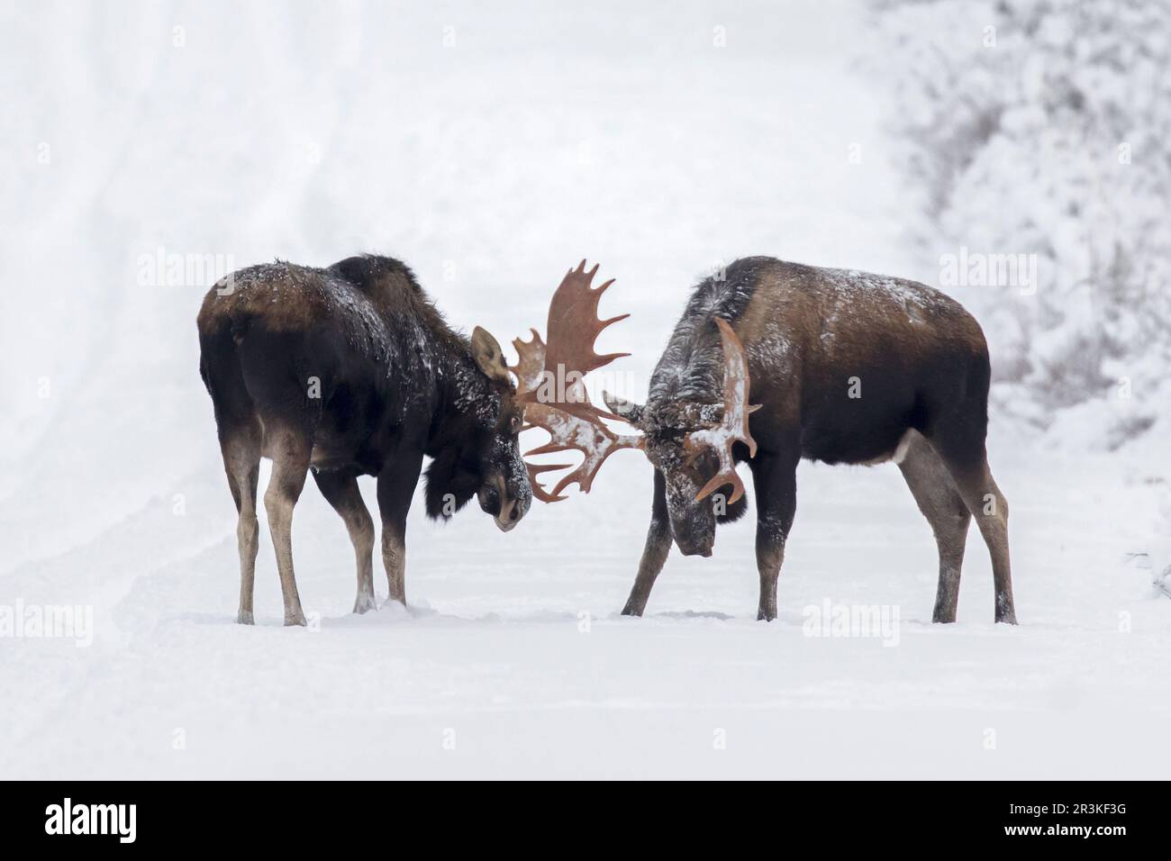 Eastern moose (Alces americanus) males confront each other on a snowy ...
