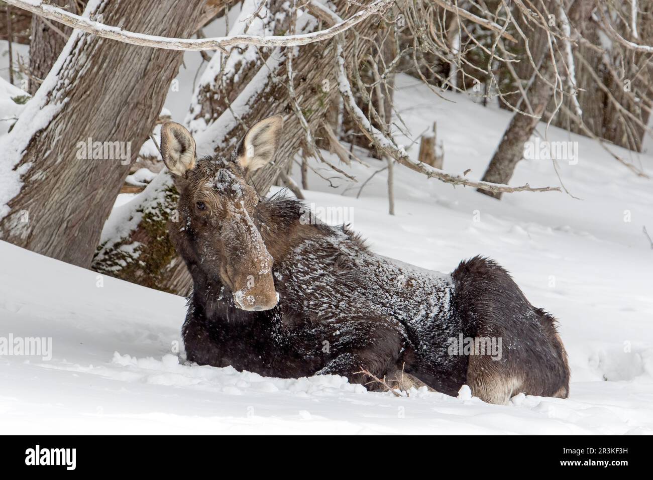 Eastern moose (Alces americanus) female at rest on the snowy bank of a ...