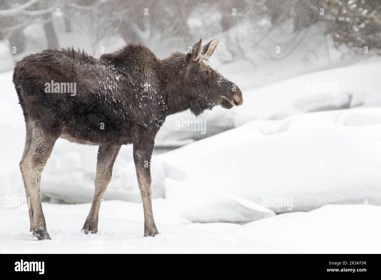 Eastern moose (Alces americanus) Ten-month-old male. Moose moving on ...