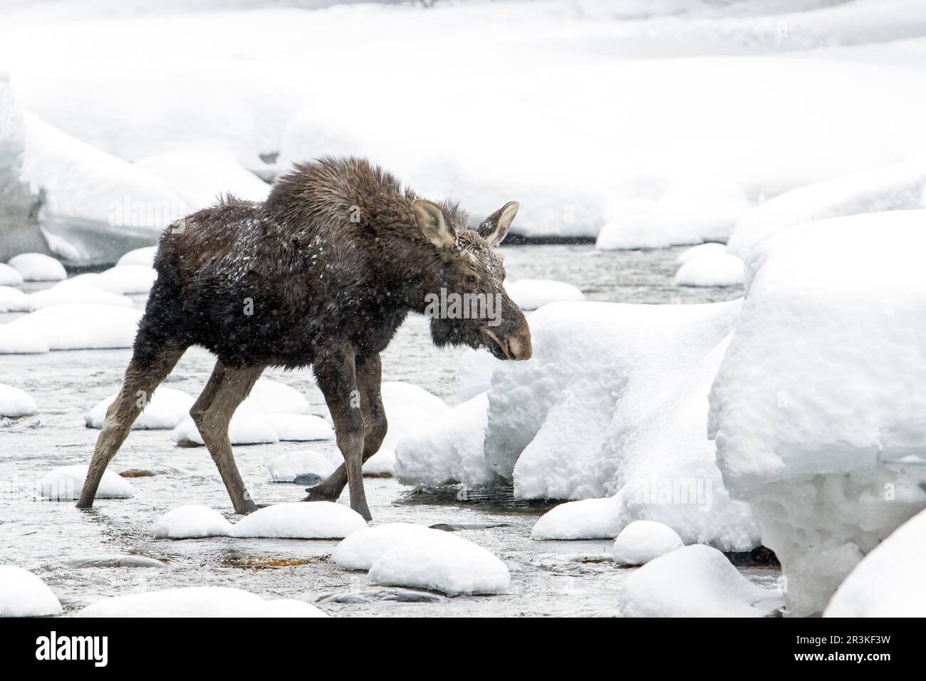 Eastern moose (Alces americanus) ten-month-old male. Moose moving in a ...