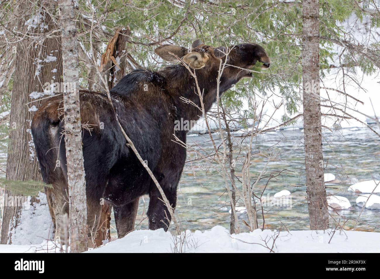 Eastern moose (Alces americanus) male with antler loss in early winter ...