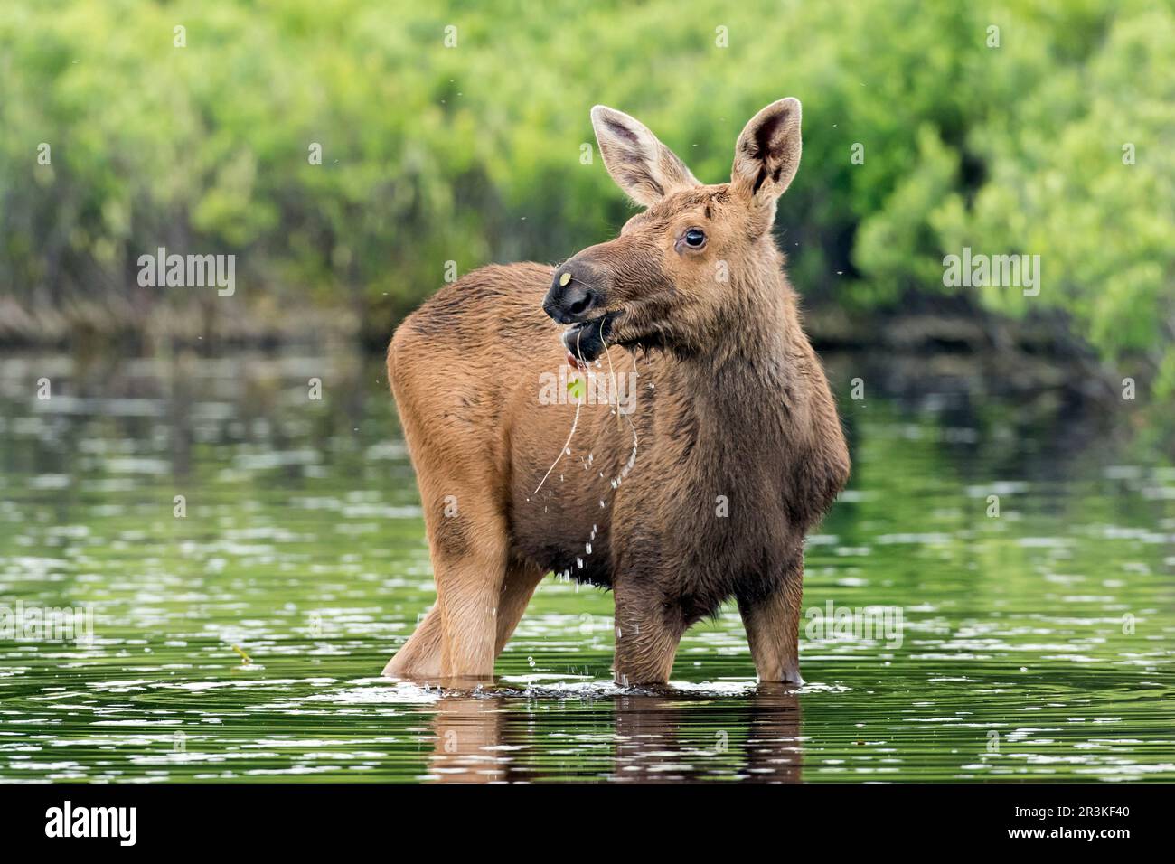 Eastern moose (Alces americanus) one and a half month old male feeding ...