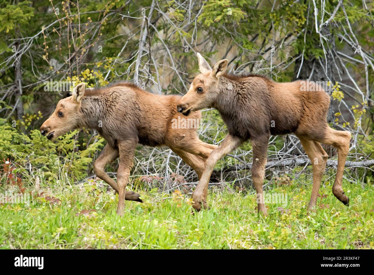 Eastern moose (Alces americanus Stock Photo - Alamy