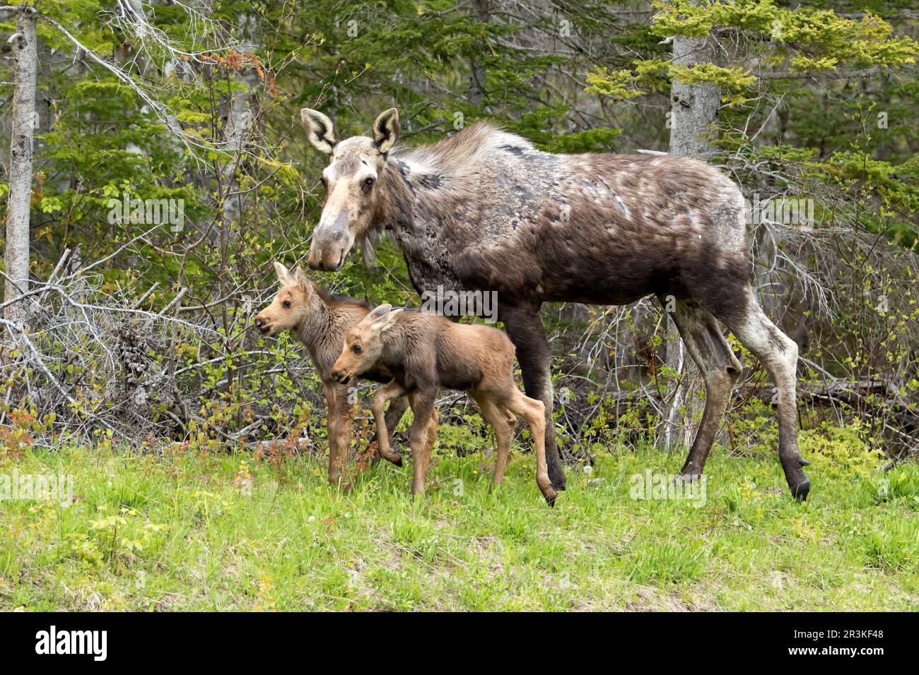 Eastern moose (Alces americanus) female and one-month-old young feeding ...