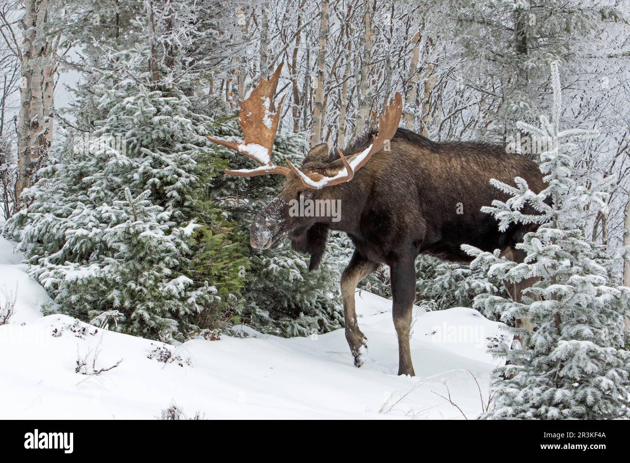 Eastern moose (Alces americanus) male feeding on balsam fir twigs in ...
