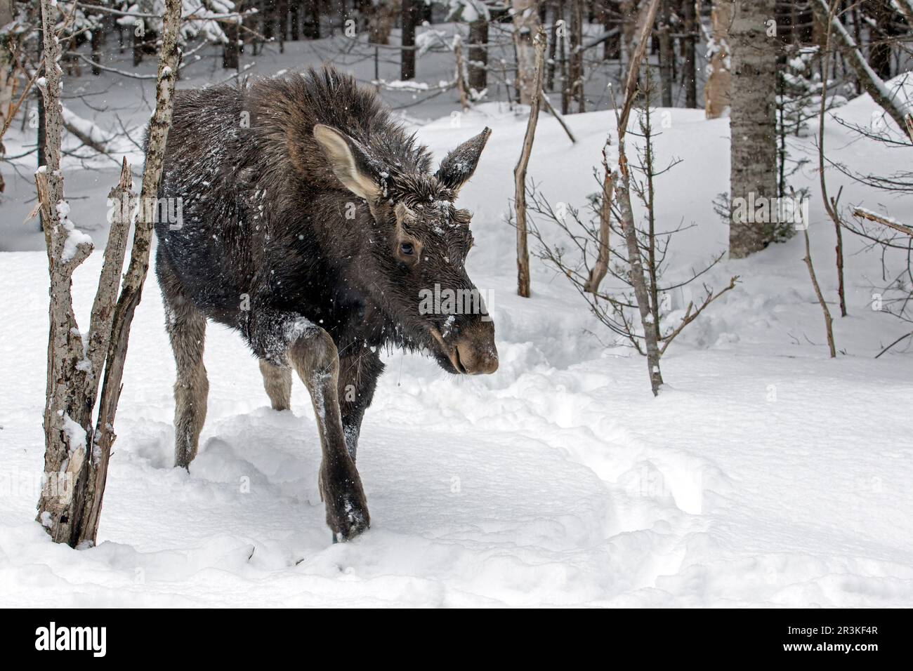 Eastern moose (Alces americanus) Ten-month-old male. Moose moving in a ...