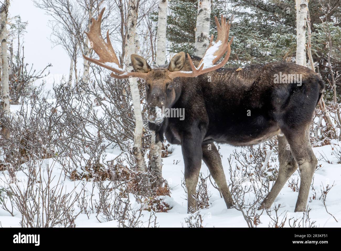 Eastern moose (Alces americanus) male standing in a snowy forest after ...